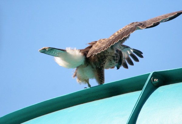 TROPEZ — Richard Frater + Karamia Müller + Miriam Stoney